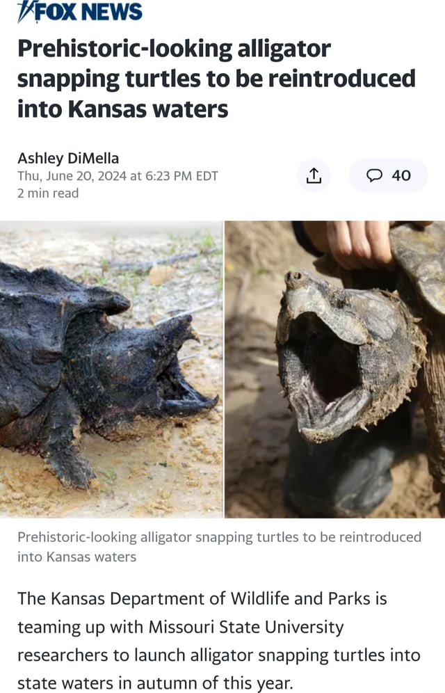 VFOX NEWS Prehistoric-looking alligator snapping turtles to be ...