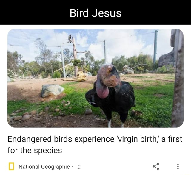 Bird Jesus Endangered birds experience 'virgin birth, a first for the ...