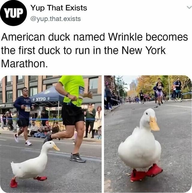 Yup That Exists @yup.thatexists American duck named Wrinkle becomes the ...