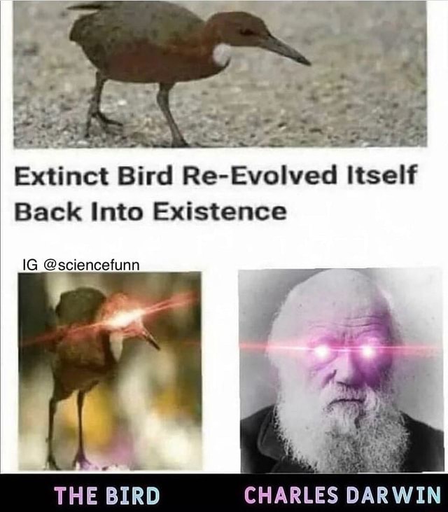 Extinct Bird Re- Evolved Itself Back Into Existence IG @sciencefunn THE ...
