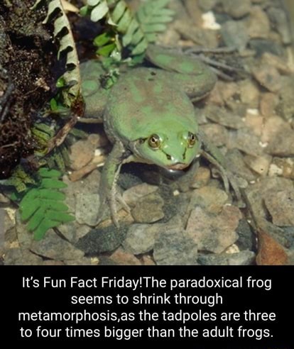 It's Fun Fact Friday! The paradoxical frog seems to shrink through ...