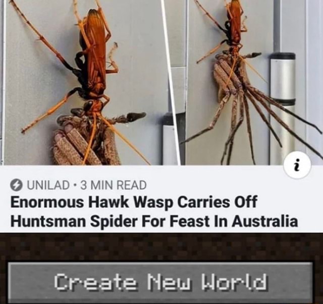 O UNILAD 3 MIN READ Enormous Hawk Wasp Carries Off Huntsman Spider For ...