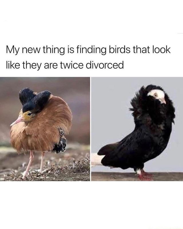 My new thing is finding birds that look like they are twice divorced - iFunny