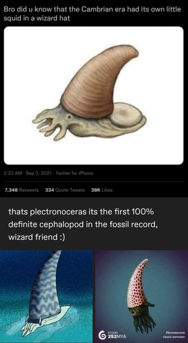 Bro did u know that the Cambrian era had its own little squid in a ...