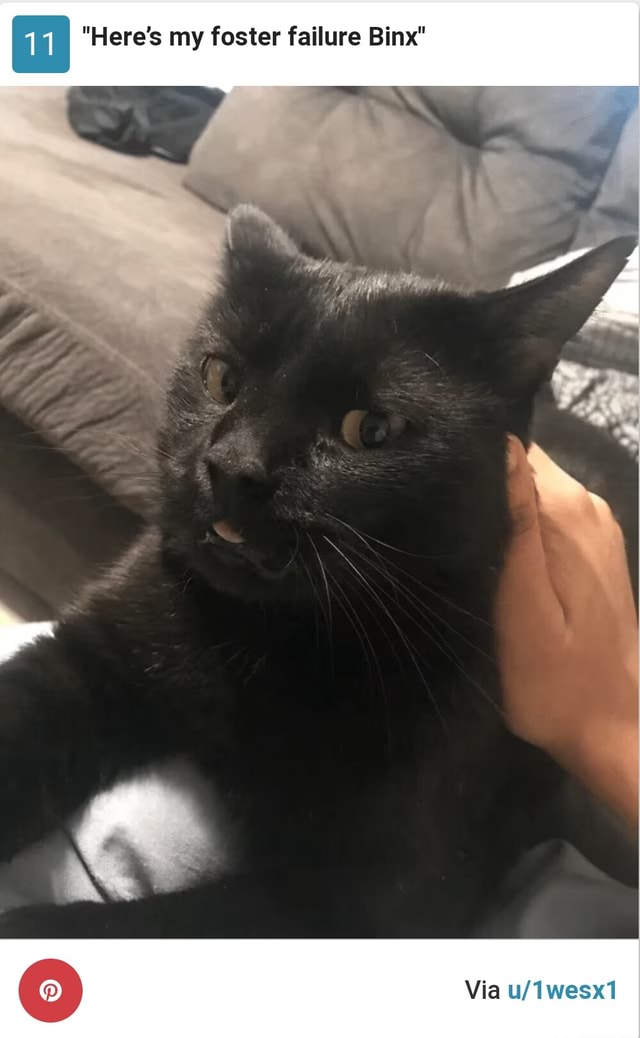 "Here's my foster failure Binx" Via - iFunny