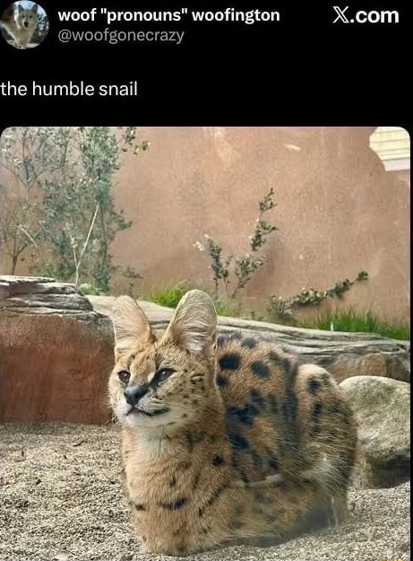 Woof "pronouns" woofington X.com @woofgonecrazy the humble snait - iFunny