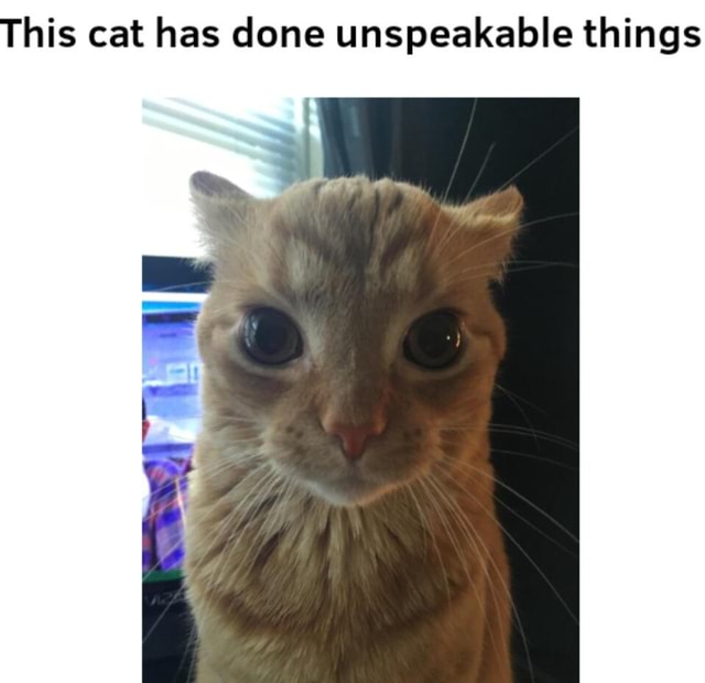 This cat has done unspeakable things - America’s best pics and videos