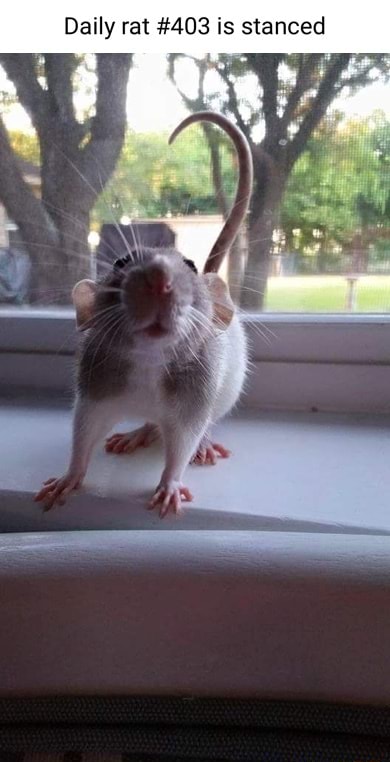 Daily rat #403 is stanced - iFunny