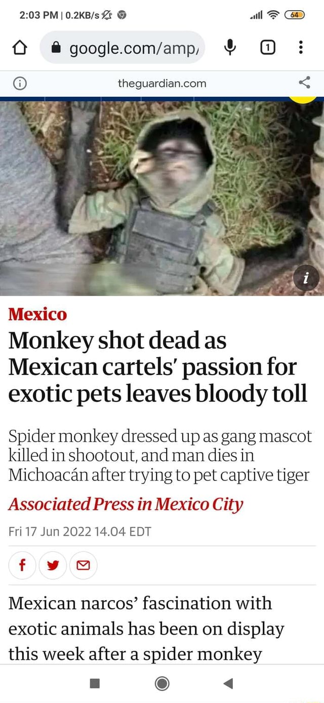 PM Mexico Monkey shot dead as Mexican cartels' passion for exotic pets ...