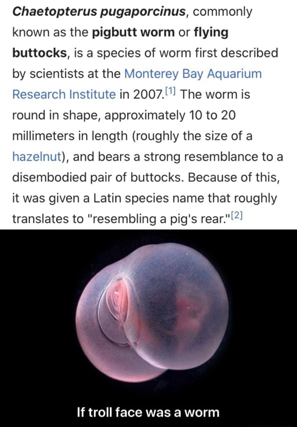 Chaetopterus pugaporcinus, commonly known as the pigbutt worm or flying buttocks, is a species ...