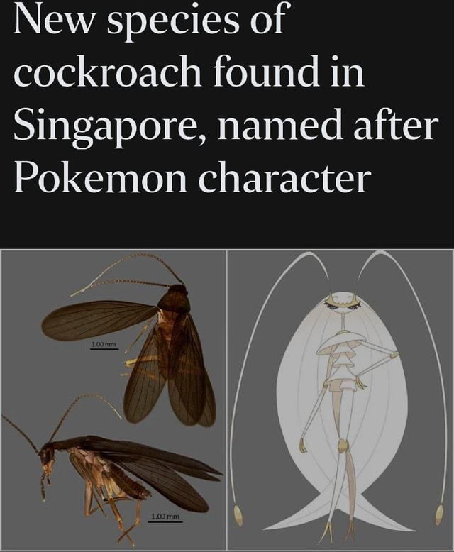 New species of cockroach found in Singapore, named after Pokemon ...