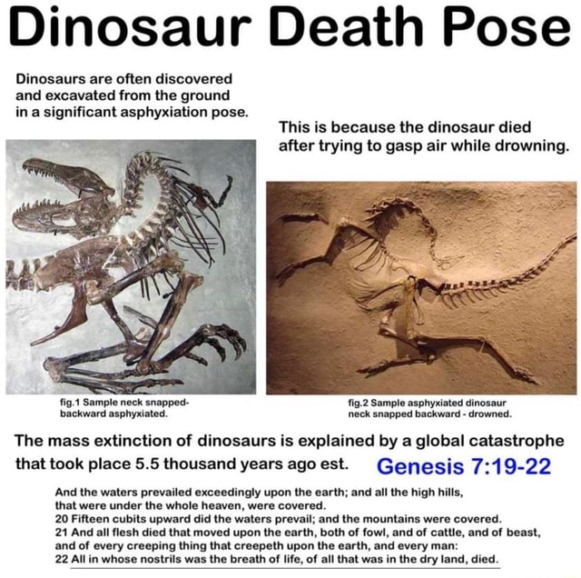 Dinosaur Death Pose Dinosaurs are often discovered and excavated from ...