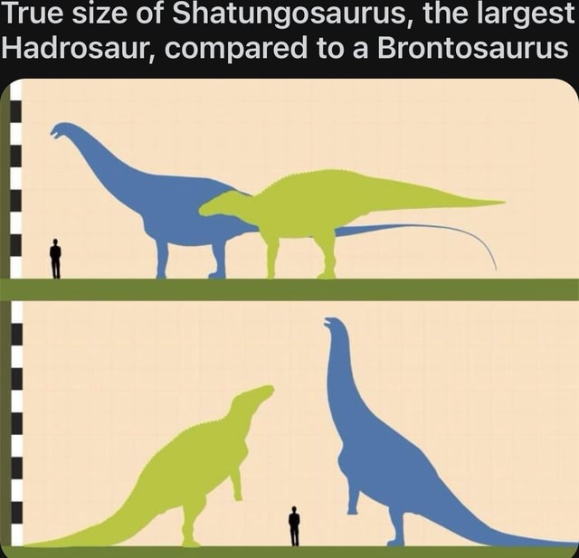 True size of Shatungosaurus, the largest Hadrosaur, compared to a ...