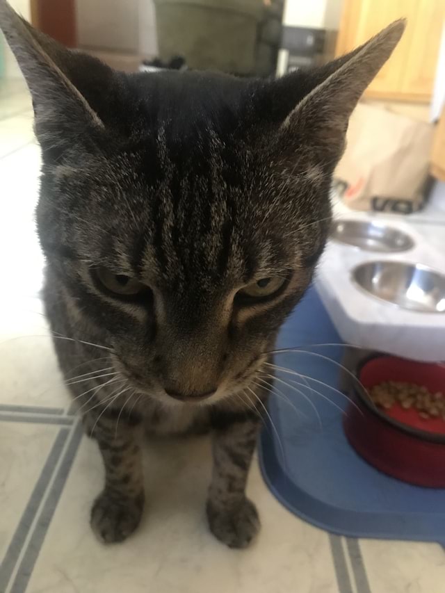 Angry Callie - iFunny