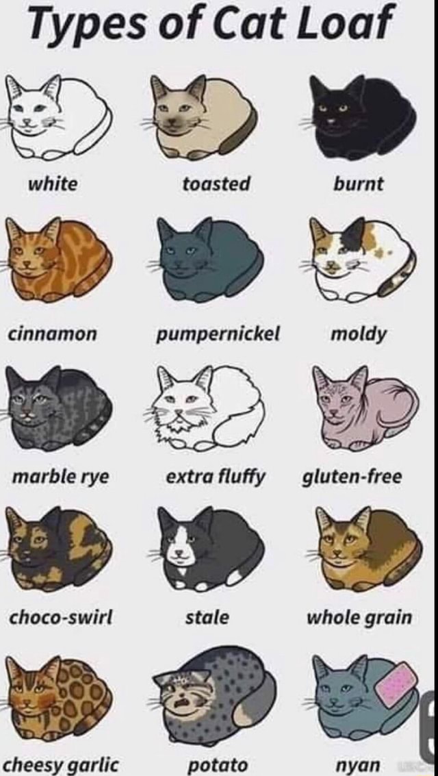 Types of Cat Loaf white cinnamon marble rye choco-swirl cheesy garlic ...