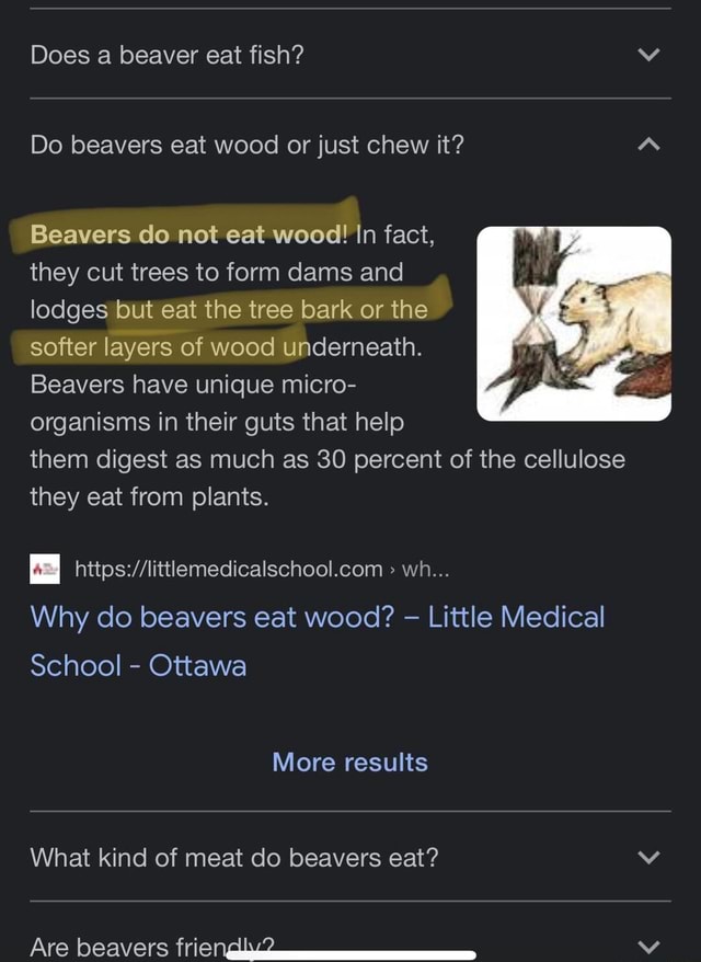 Does a beaver eat fish? Do beavers eat wood or just chew it? Beavers do not eat wood! In fact ...