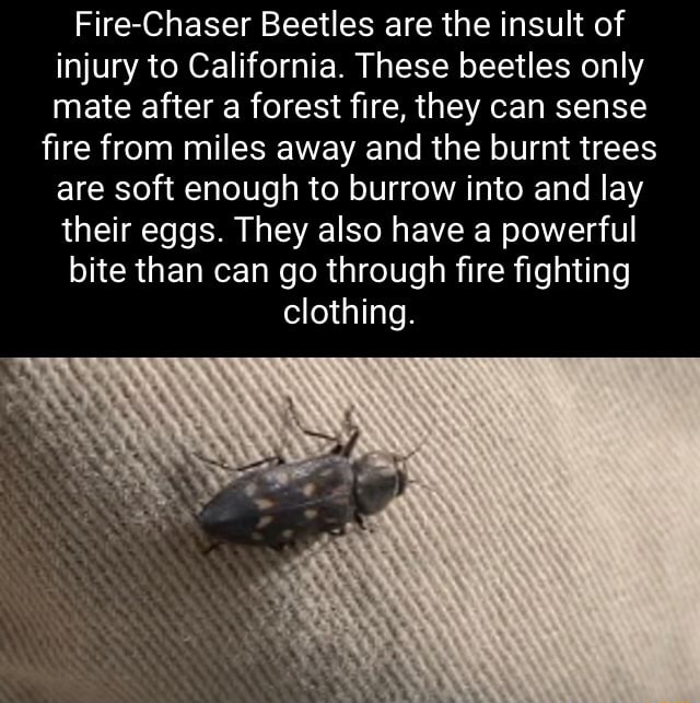 Fire-Chaser Beetles are the insult of injury to California. These ...