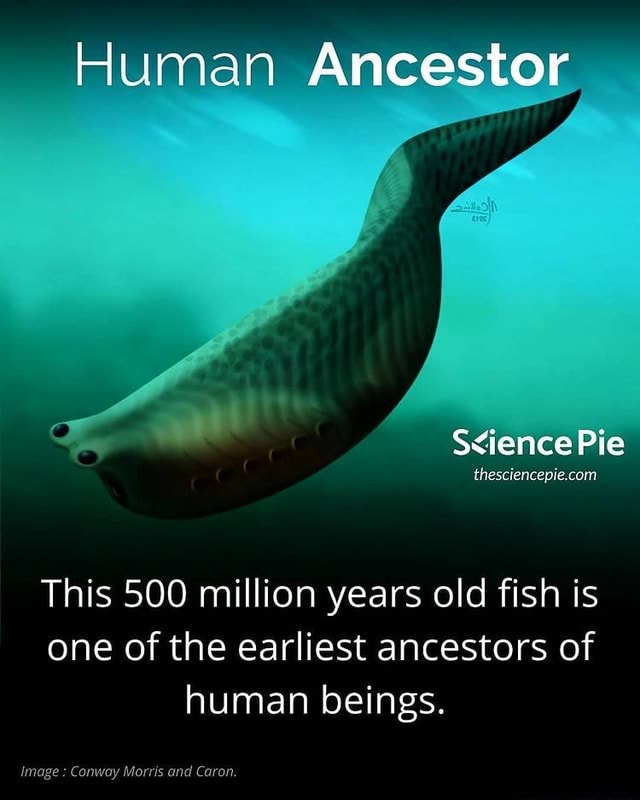 Human Ancestor Pie This 500 million years old fish is one of the ...