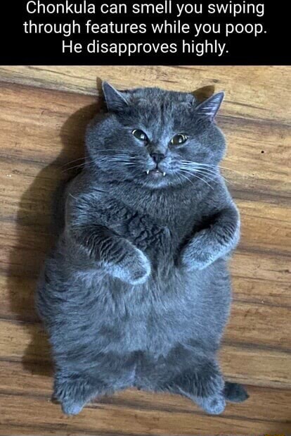 Chonkula can smell you swiping through features while you poop. He ...