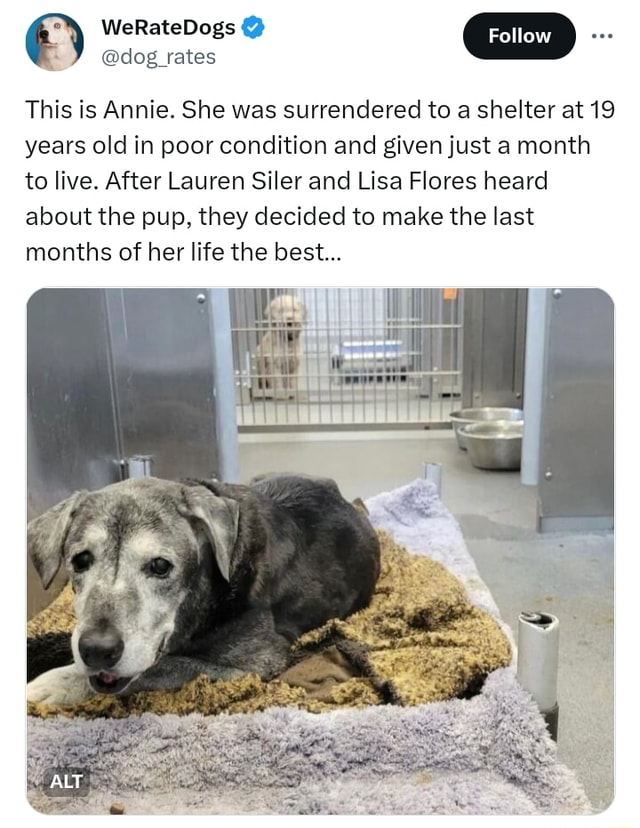 WeRateDogs Fallow @dog rates This is Annie. She was surrendered to ...