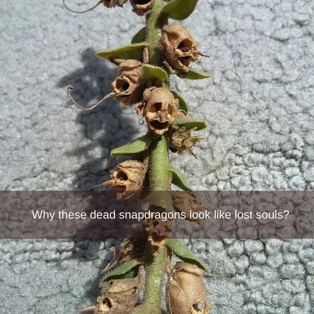 Why these dead snapdragons look like lost souls? - America’s best pics ...