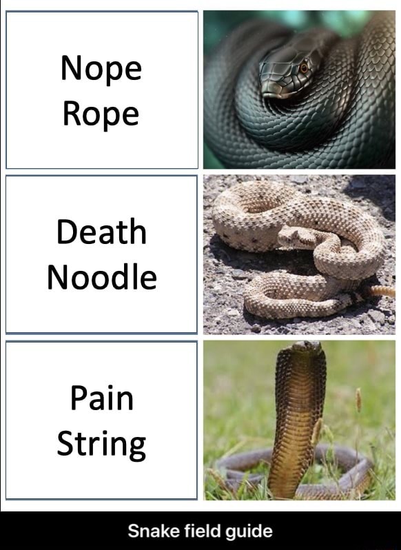 Snake field guide - iFunny
