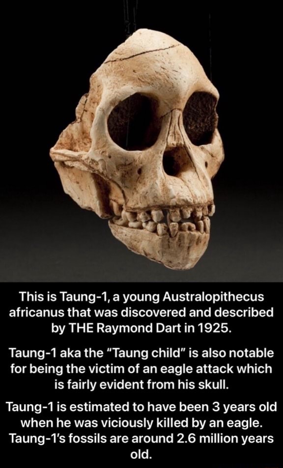This is Taung-1, a young Australopithecus africanus that was discovered ...