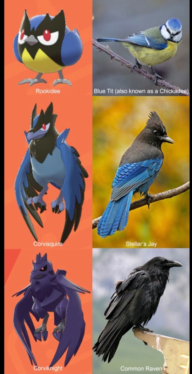 Blue Tit (also known as a Chickadee Raven