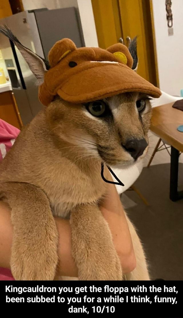 \ys aS Kingcauldron you get the floppa with the hat, been subbed to you ...