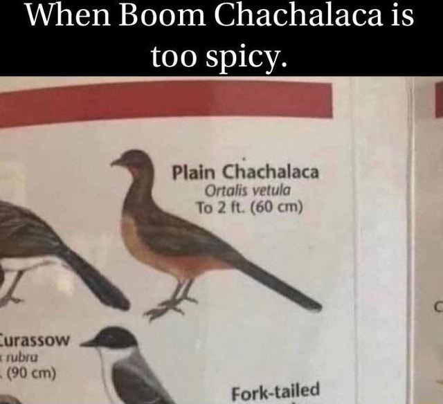 When Boom Chachalaca is too spicy. Plain Chachalaca Ortalis vetula To 2 ...