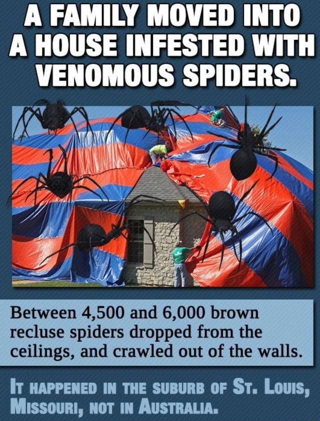 FAMILY MOVED INTO A HOUSE INFESTED WITH VENOMOUS SPIDERS. Between 4,500 ...