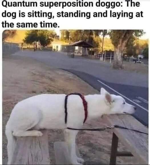Quantum superposition doggo: dog is sitting, standing and laying at the ...