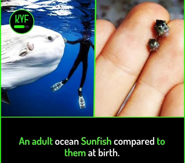 An adult ocean Sunfish compared to them at birth. - iFunny