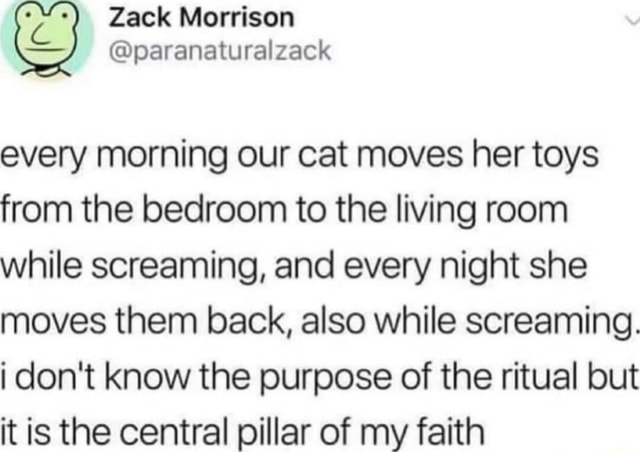 Zack Morrison every morning our cat moves her toys from the bedroom to ...