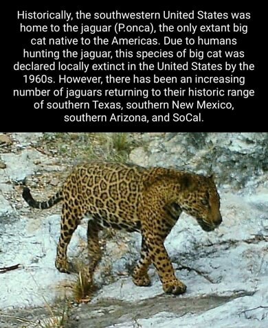 Historically, the southwestern United States was home to the jaguar ...