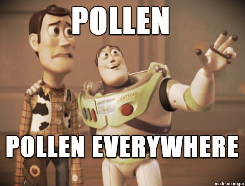How the hell is my car yellow now? - POLLEN af POLLEN EVERYWHERE ...