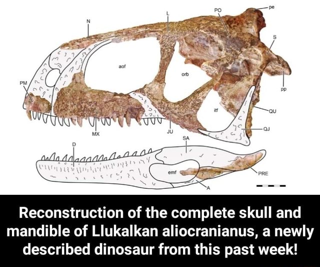Reconstruction of the complete skull and mandible of Llukalkan ...