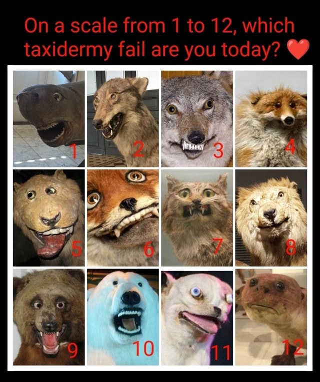 On a scale from 1 to 12, which taxidermy fail are you today? fe 10 - iFunny