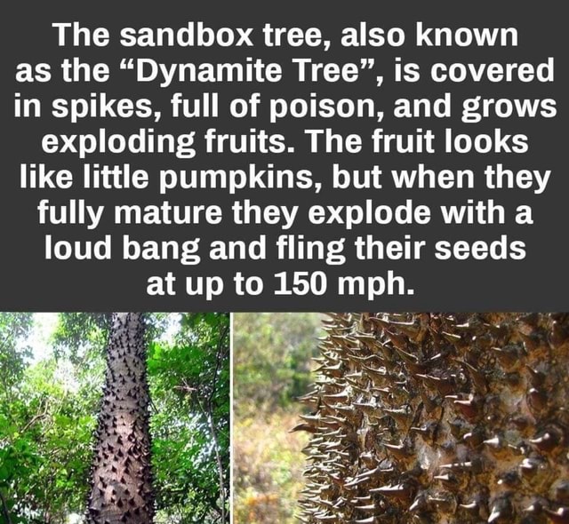 The sandbox tree, also known as the “Dynamite Tree”, is covered in ...