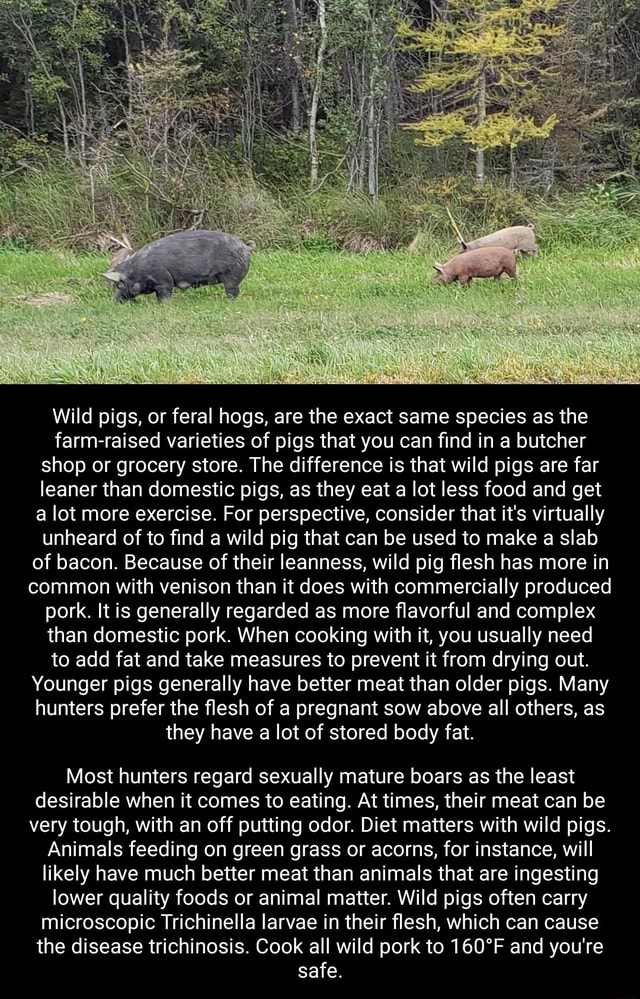 Wild pigs, or feral hogs, are the exact same species as the farm-raised ...