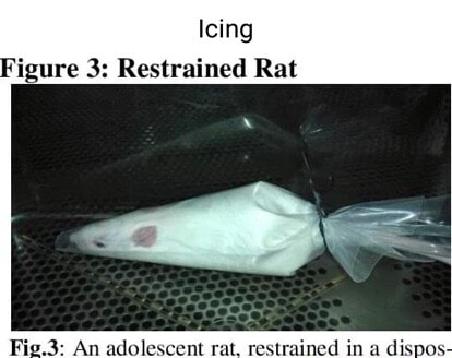 Icing Figure 3: Restrained Rat - iFunny