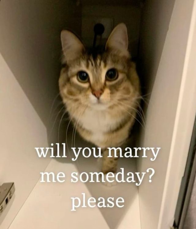 Will you marry me someday? please - iFunny