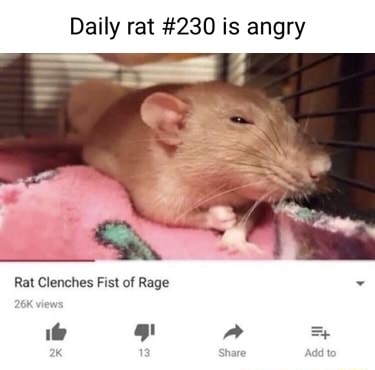 Daily rat #230 is angry Rat Clenches Fist of Rage - iFunny