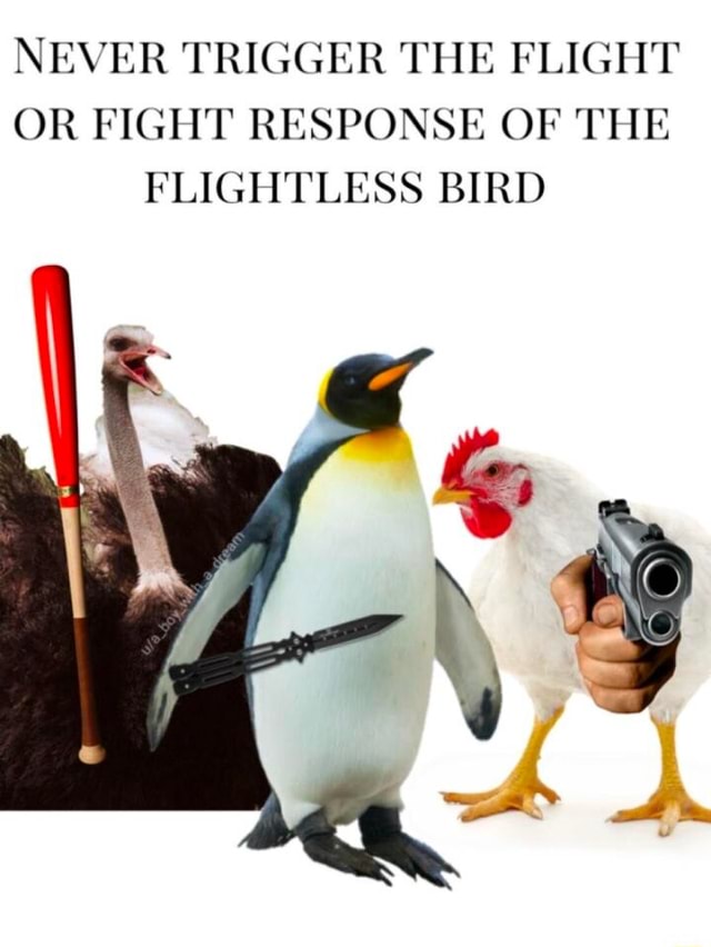 NEVER TRIGGER THE FLIGHT OR FIGHT RESPONSE OF THE FLIGHTLESS BIRD - iFunny