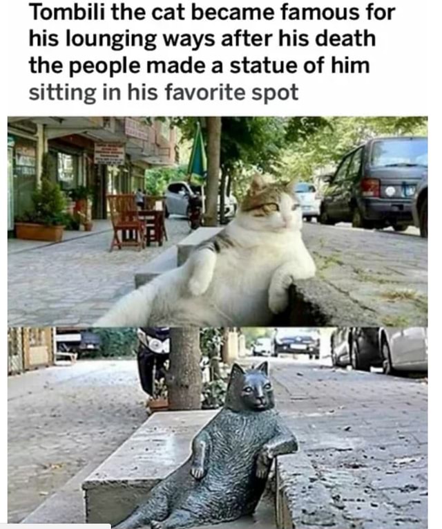 Tombili the cat became famous for his lounging ways after his death the ...