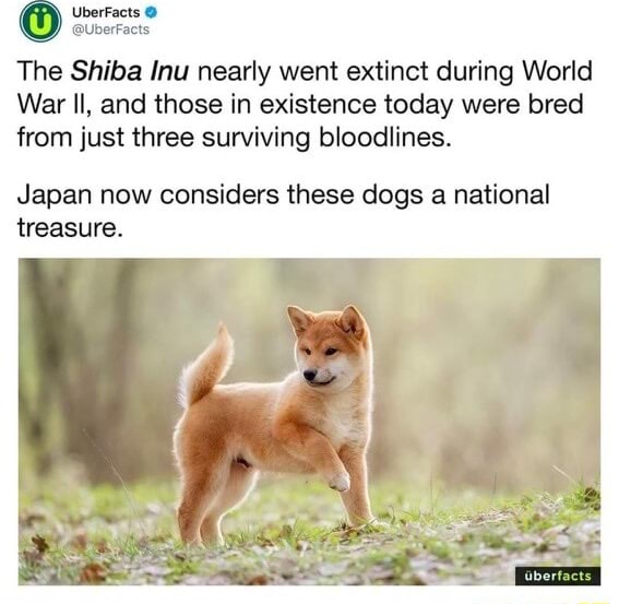 The Shiba Inu nearly went extinct during World War Il, and those in ...