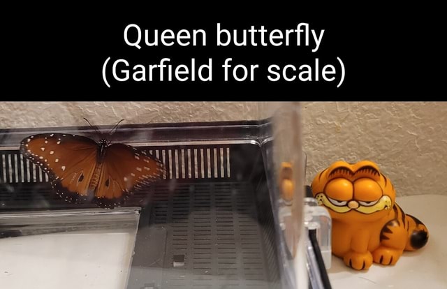 Queen butterfly (Garfield for scale) - iFunny