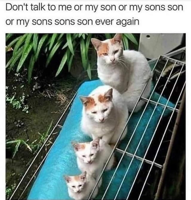 Catmemes catmemesdaily cat kitten instacat catmemesarethebest memecat ...