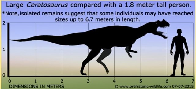 Large Ceratosaurus compared with a 1.8 meter tall person. *Note ...