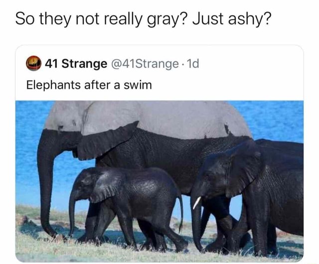 So they not really gray? Just ashy? 41 Strange @41Strange Id Elephants ...